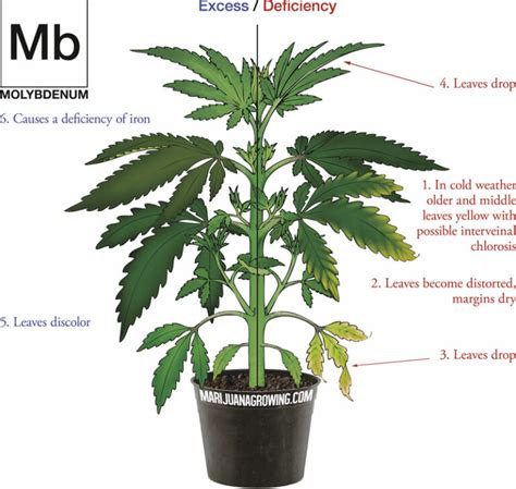 Best Cannabis Nutrients Comprehensive Guide To Nutrient Management