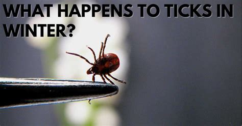 What Happens To Ticks In Winter Stop Ticks