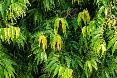 What Is The Meaning Of Ashok Tree In Urdu At Michael Madden Blog