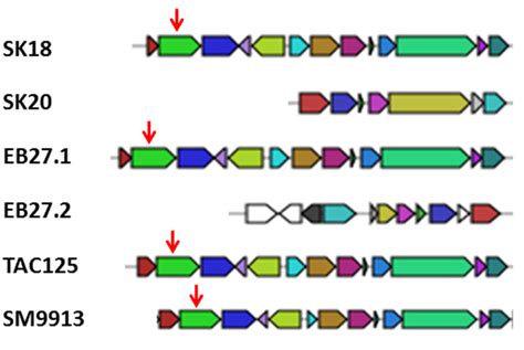 Organisation Of The Bacteriocin Gene Clusters Found In The Investigated Download Scientific