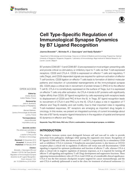 Pdf Cell Type Specific Regulation Of Immunological Synapse Dynamics By B7 Ligand Recognition