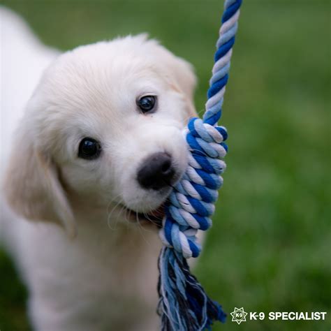 Puppy Training Classes Socialization And Obedience Tips