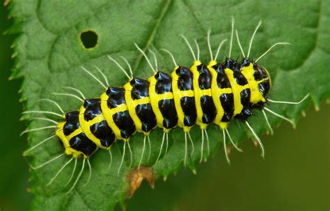 Achelura Caterpillar Zygaenidae