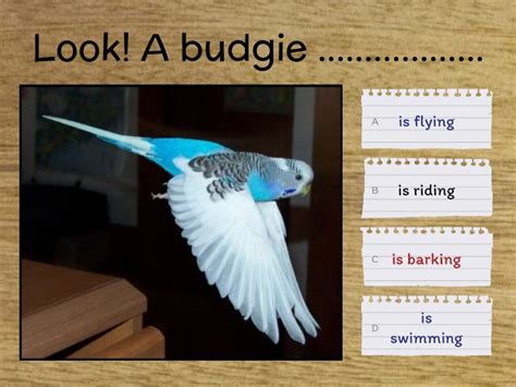 Present Continuous Tense Test