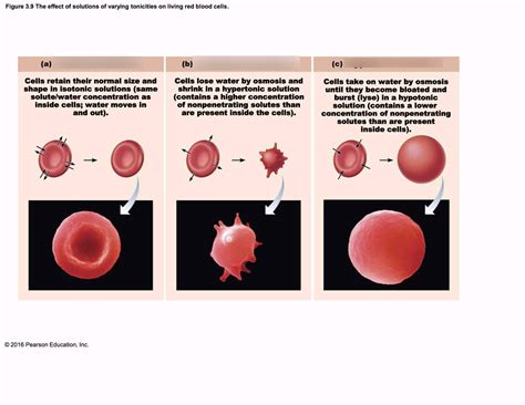 Tonicity Diagram Quizlet
