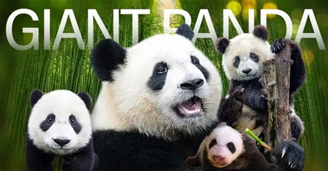 ultimate giant panda quiz 22 trivia questions and answers
