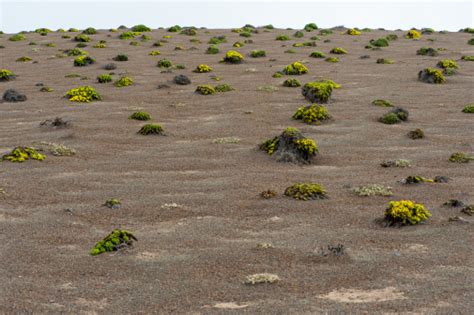 Deinandra Frutescens百度百科