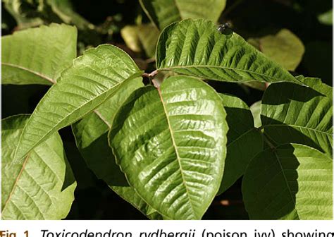 Figure 1 From Clinical Patterns Of Phytodermatitis Semantic Scholar