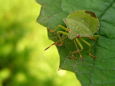 35 Bad Garden Insects Pests On Plants Pictures Artofit