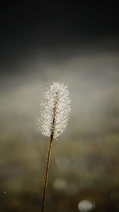 Grass Dew Fog Rabbit Free Photo On Pixabay Pixabay