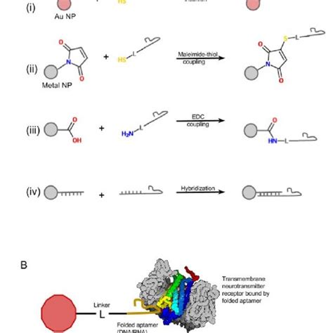 Nanoparticle­aptamer Conjugation Methods And Application Of