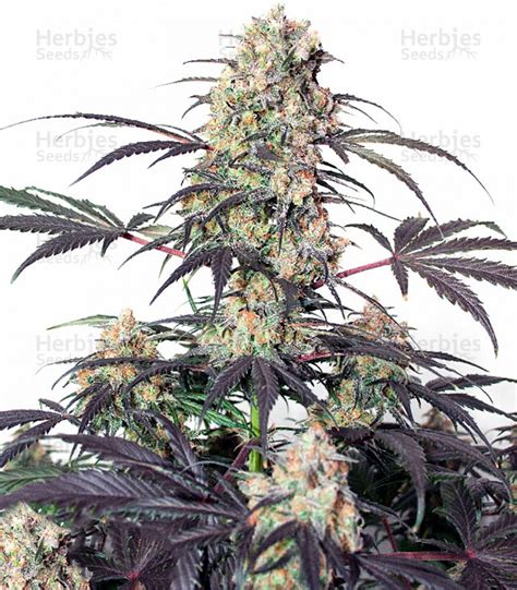 Buy Passion Fruit Feminized Seeds By Dutch Passion Herbies