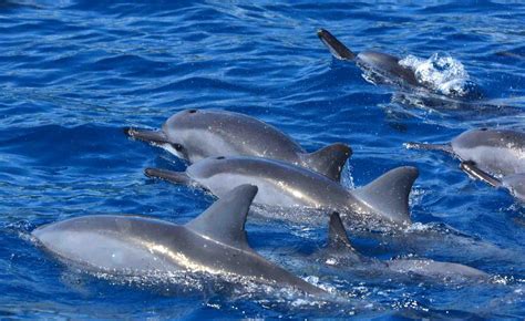 What Is A Blue Dolphin