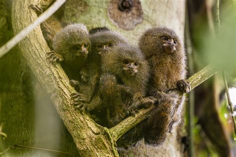 Theyre Adorable And Endangered Meet The Worlds Smallest Monkey The
