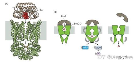《protein Actions Principles And Modeling》 《蛋白质作用原理和建模》中文分享（5） 知乎
