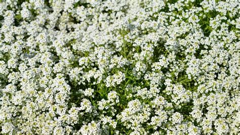 How To Plant Grow And Care For Tiny Tim Sweet Alyssum