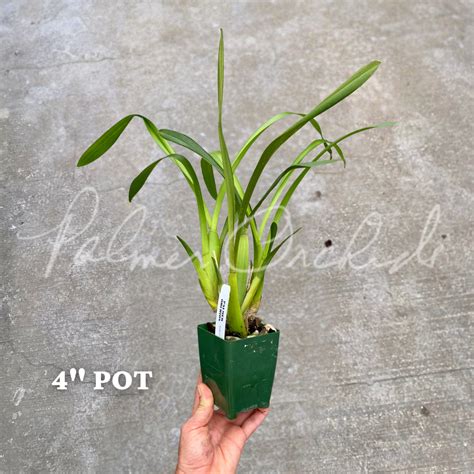 Milt Qf Hokulea — Palmer Orchids