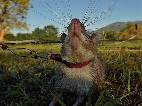 African Giant Rats