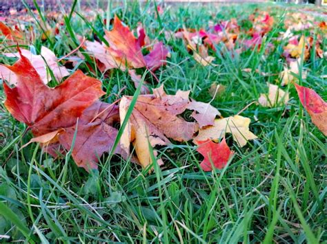 Maple Leaf On The Grass Stock Image Image Of Leaf Color 161626689