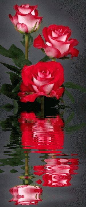 РОЗЫ Roses Записи в рубрике РОЗЫ Roses Дневник Teanika