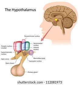 Pituitarygland Anatomy Brain ภาพประกอบสต็อก 1758937640