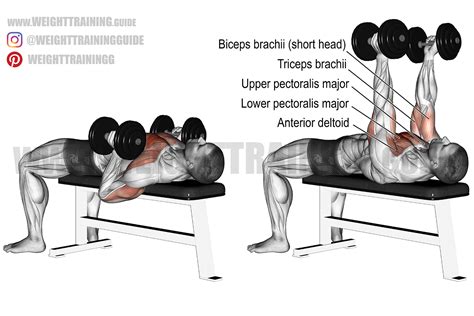 Flat Bench Press Muscle