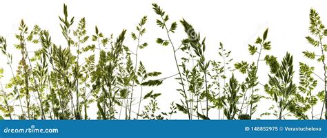 Green Flowering Grass Isolated On A White Background Stock Image Image Of Garden