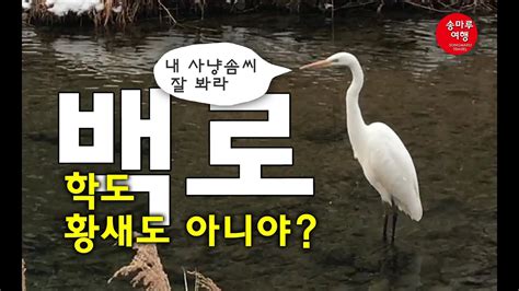 백로 물고기사냥 백로 구별법 학의천 청계천 안양천 중랑천 중대백로 쇠백로 대백로 중백로 백로 왜가리 학 황새 백로사냥 Youtube