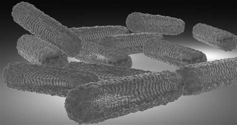 Bacilli Bacteria Model Turbosquid 1593514