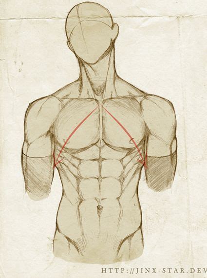 Body Anatomy Drawing Male Male Torso Drawing Reference Male Body