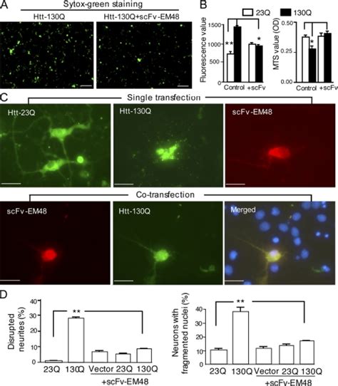 scfv em48 suppresses cytotoxicity of mutant htt a and b hek293 cells