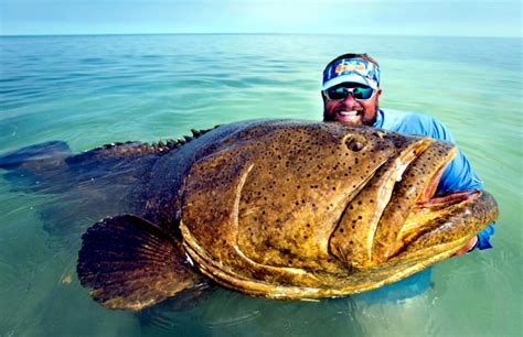Worlds Largest Grouper Giant Grouper Obaulw