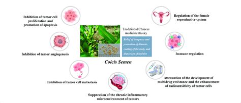 Anti Tumor Effects And Protection Of Reproductive Function By Coicis