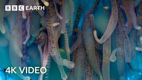 Exploring The Underwater World Top Documentary Films Top