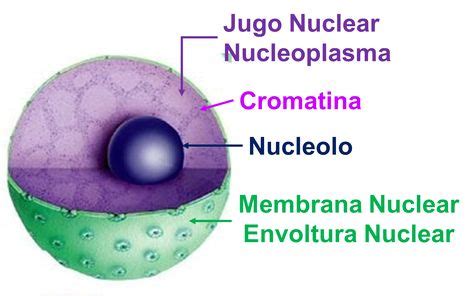 Núcleo Celular Dibujo