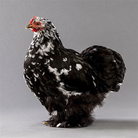 Cochins
