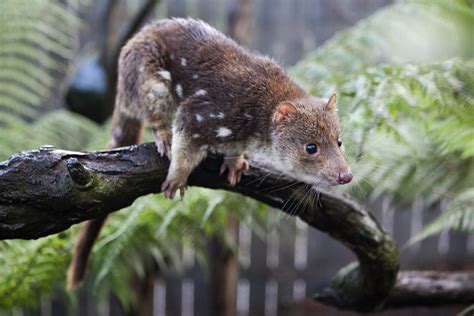 Wildlife Identification Guide Tasmanian Land Conservancy