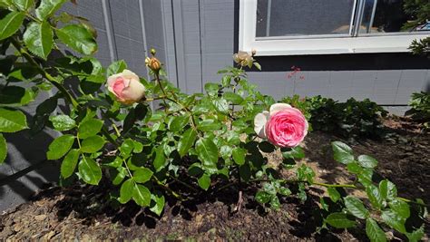 Eden Climber Rose Pink Rose Plant Heirloom Roses