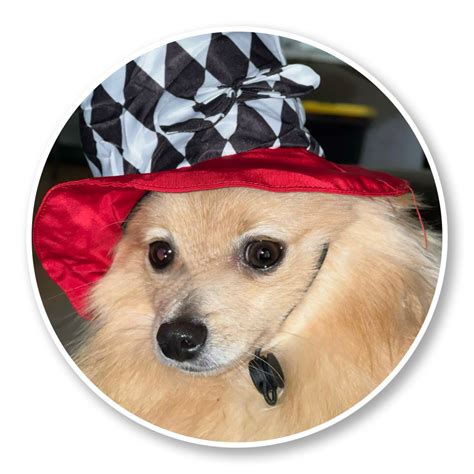 Donate In Honor Of Duke Vinny Vitrano Barkus