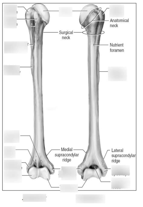 Shoulder Joint Diagram Quizlet