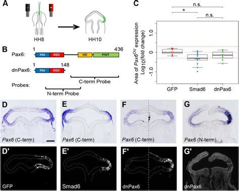 The Pax6 Master Control Gene Initiates Spontaneous Retinal Development