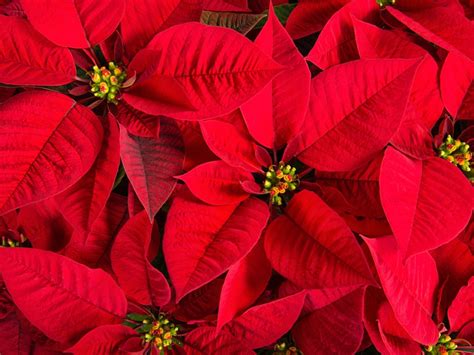 Collecting Poinsettia Seeds Tips On Growing Poinsettia From Seeds