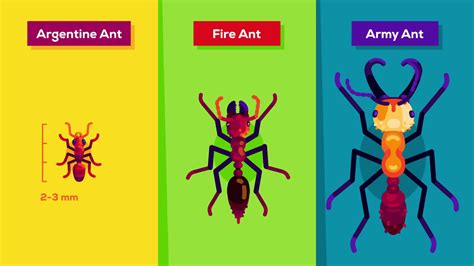 What Is The Ant War Of Ants” On A Global Scale Gigazine