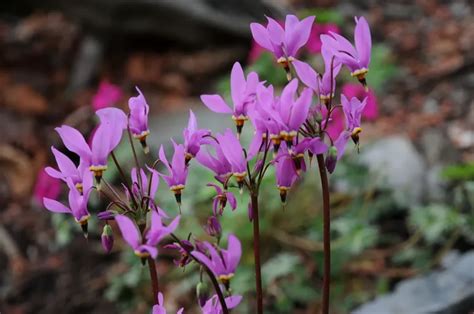 Die Hängenden Gärten Der Sulamith Verein Gartenlust
