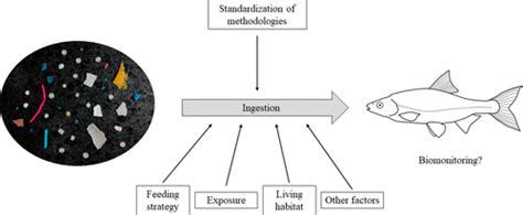 Fish Excretory System