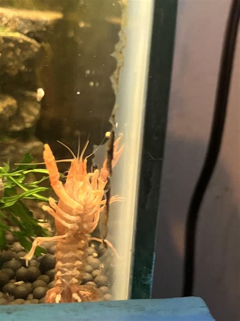 Male Or Female Dwarf Crayfish Rcrayfish
