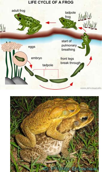 Life Cycle American Bullfrog