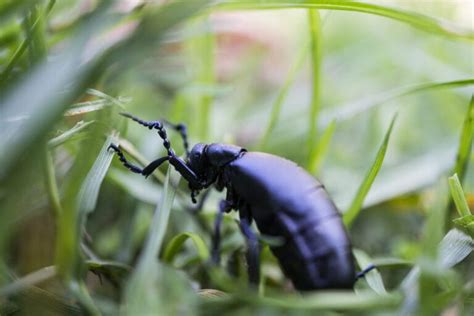 10 Tiny Black Bugs That Bite In Florida 2023 Guide The Gardening Dad