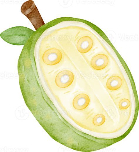 Watercolor Jackfruit Fruit 23296930 Png