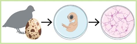 Lifesciences Reproducibility Neuroscience Bio Protocol